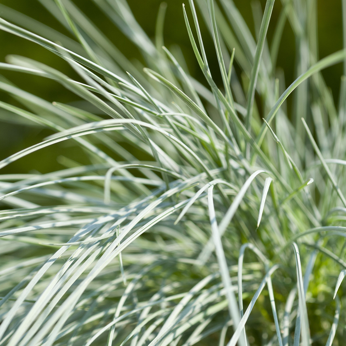 Festuca 'Intense Blue' | Blue Fescue – Gardeners Dream
