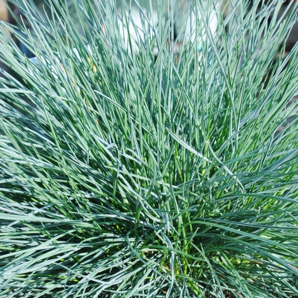 Festuca 'Intense Blue' | Blue Fescue – Gardeners Dream