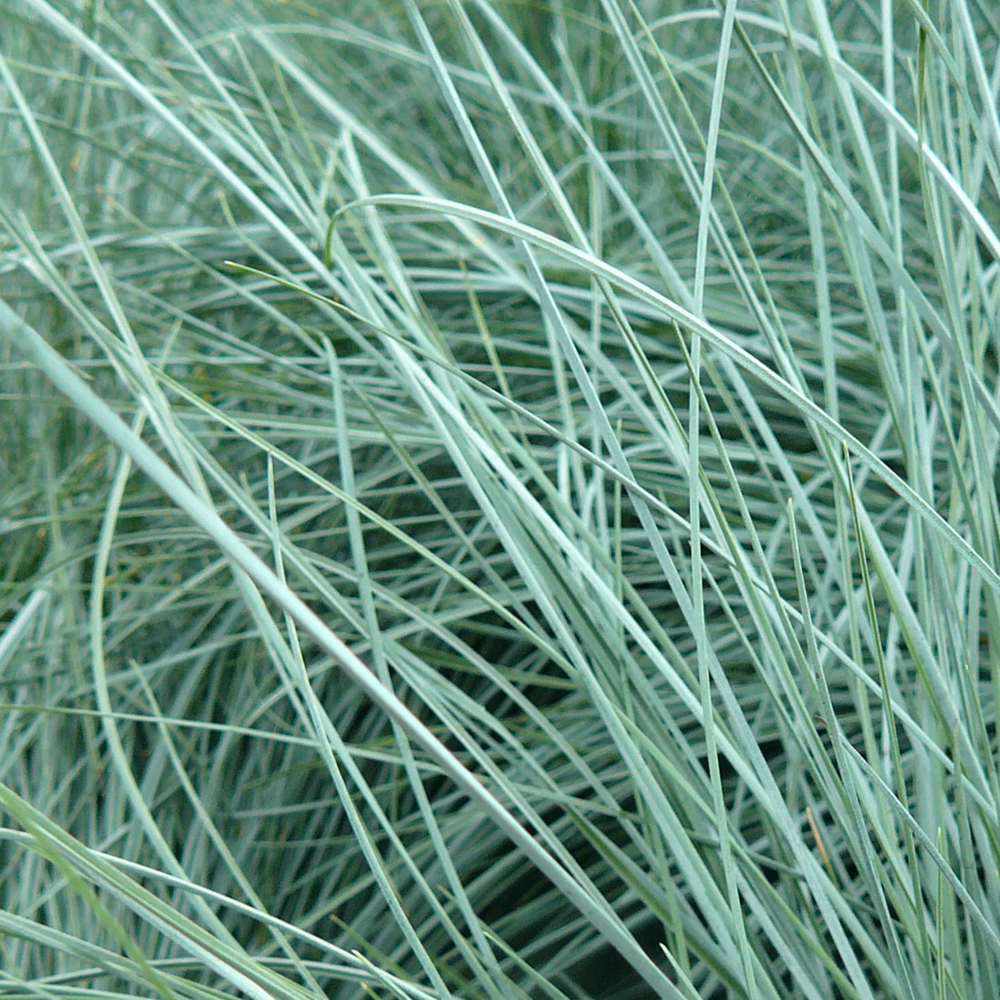 Festuca 'Intense Blue' | Blue Fescue – Gardeners Dream