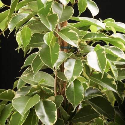 Ficus 'Golden King' | Weeping Fig – Gardeners Dream