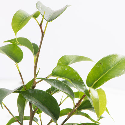 Baby Ficus 'Natasja' | Weeping Fig – Gardeners Dream