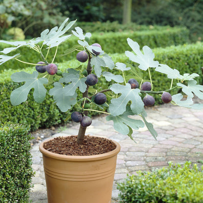 Ficus 'Little Miss Figgy' | Fig – Gardeners Dream