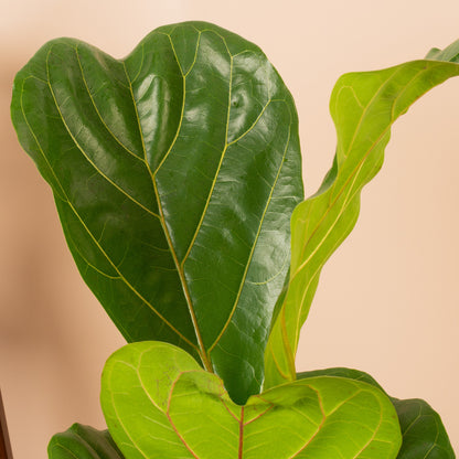 Ficus lyrata | Fiddle-Leaf Fig – Gardeners Dream