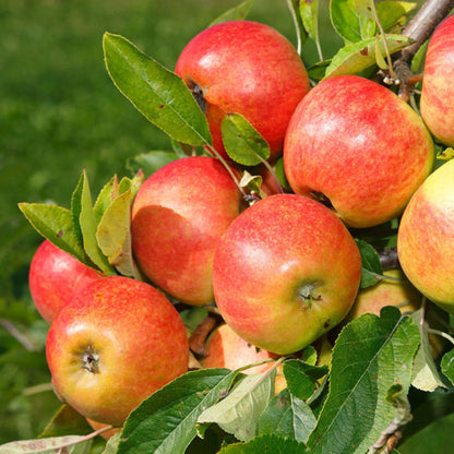 Apple 'Elstar' Patio Tree | Apple Tree – Gardeners Dream