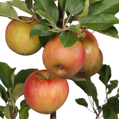 Apple 'Elstar' Patio Tree | Apple Tree – Gardeners Dream