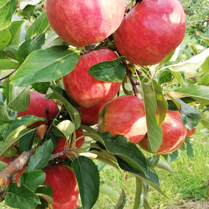 Apple 'Elstar' Patio Tree | Apple Tree – Gardeners Dream