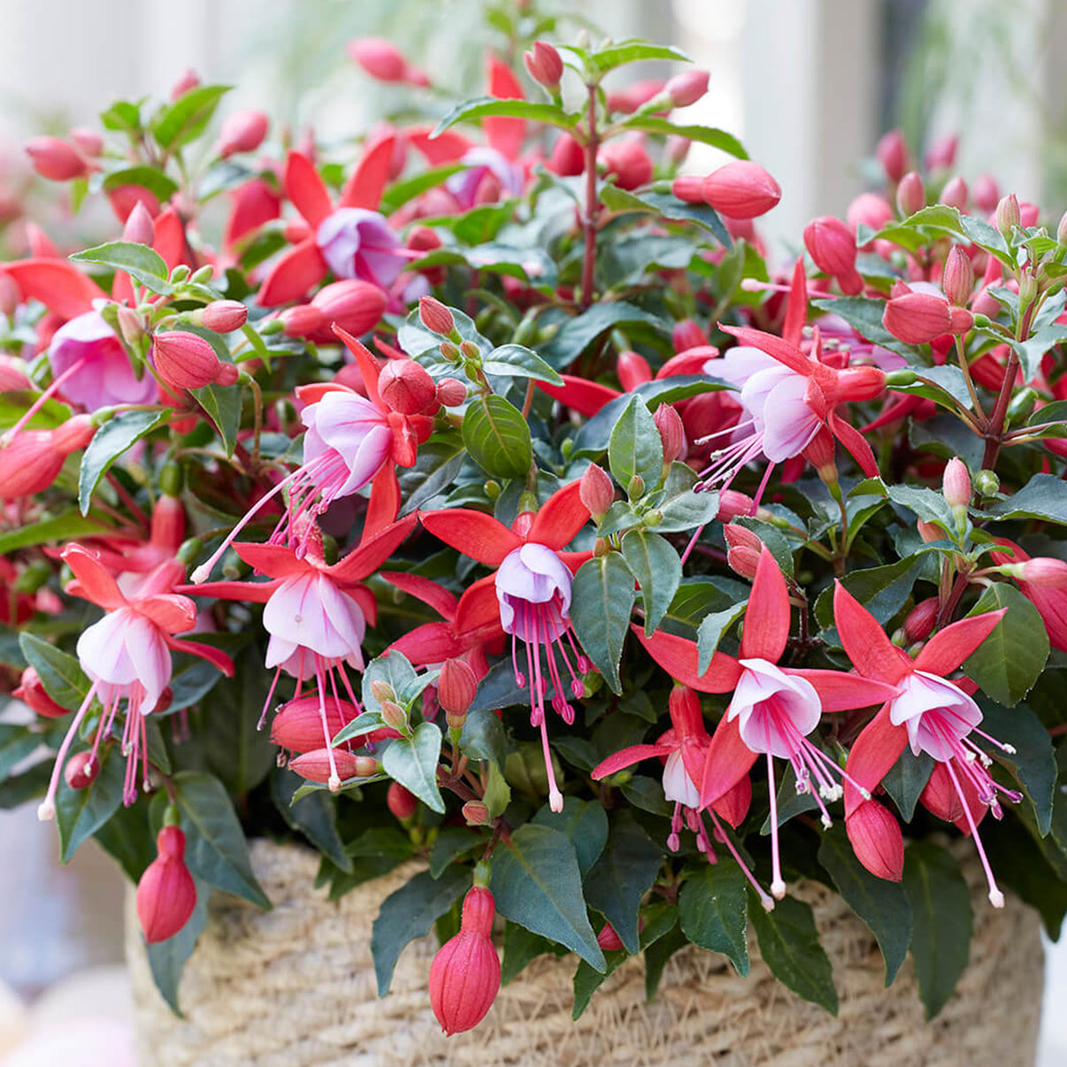 Fuchsia Bella Nikita Basket Plants | Lady's Teardrops – Gardeners Dream