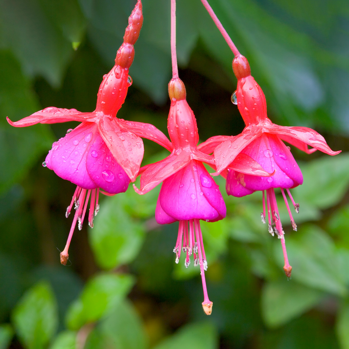 Fuchsia 'Beacon' | Lady's Teardrops – Gardeners Dream