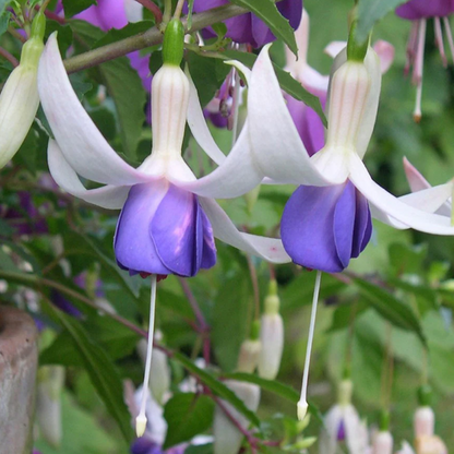 Fuchsia 'Delta's Sarah' | Lady's Teardrops – Gardeners Dream