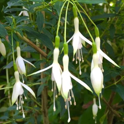 Fuchsia 'Hawkshead' | Lady's Teardrops – Gardeners Dream