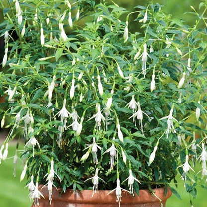 Fuchsia 'Hawkshead' | Lady's Teardrops – Gardeners Dream