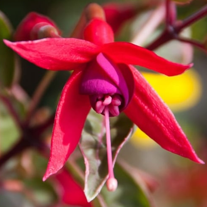 Fuchsia 'Sunray' | Lady's Teardrops – Gardeners Dream