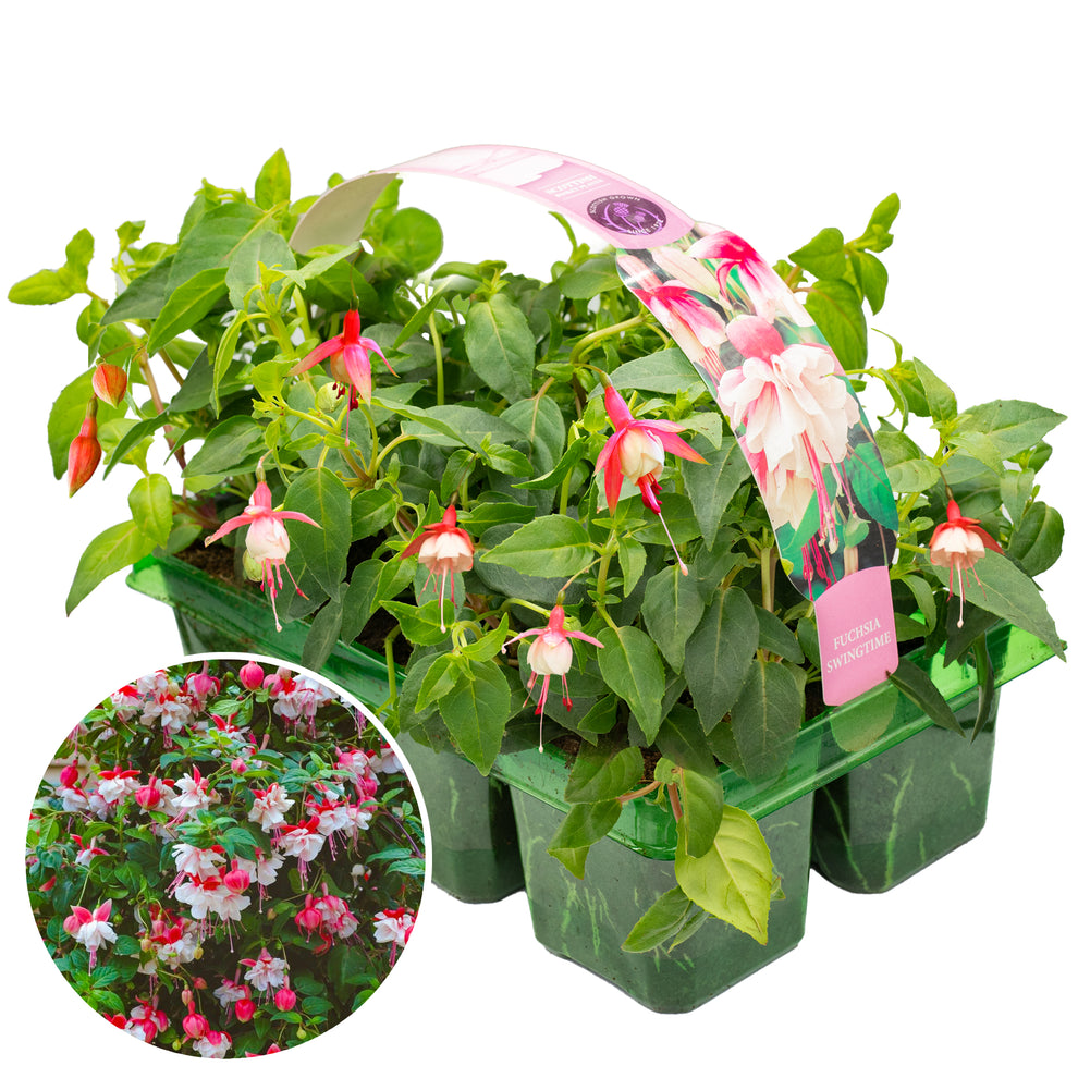 Fuchsia Swing Time Basket Plants | Hardy Fuchsia – Gardeners Dream