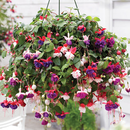 Fuchsia Mix | Lady's Teardrops – Gardeners Dream