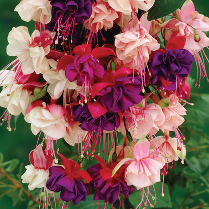 Fuchsia Mix | Lady's Teardrops – Gardeners Dream