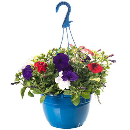 British Red, White and Blue Hanging Basket Plants | Mixed Varieties ...