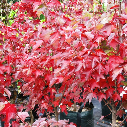 Acer 'Fairview Flame' | Red Maple Tree – Gardeners Dream
