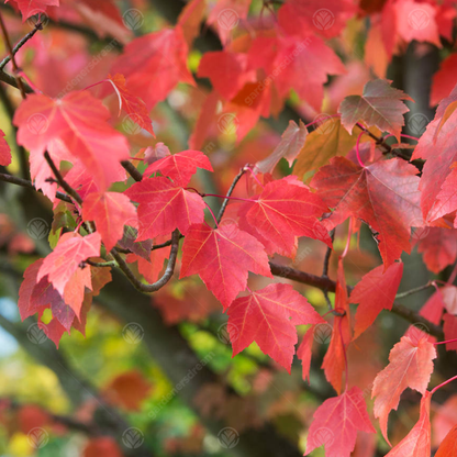 Acer 'Red Sunset' | Red Maple Tree – Gardeners Dream