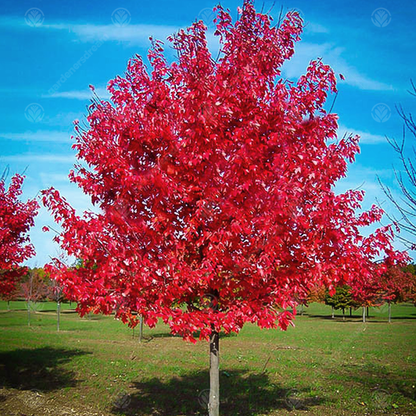 Acer 'Red Sunset' | Red Maple Tree – Gardeners Dream