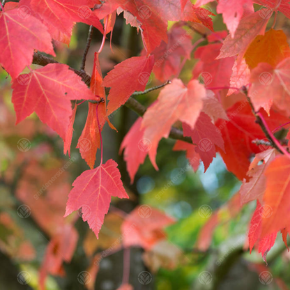 Acer 'Red Sunset' | Red Maple Tree – Gardeners Dream