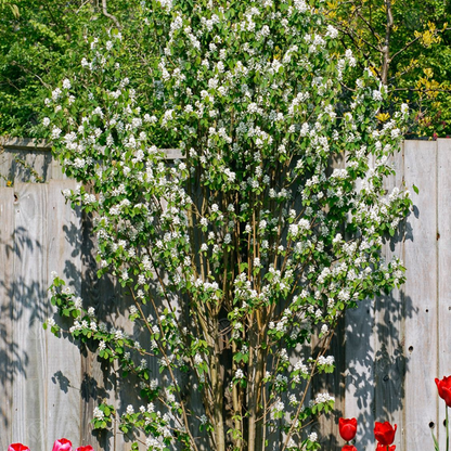 Amelanchier 'Obelisk' | Alder-Leaved Serviceberry Tree – Gardeners Dream