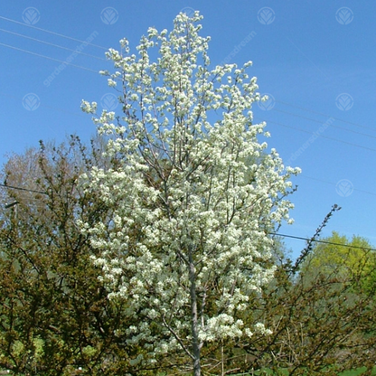 Amelanchier 'Snow Cloud' | Serviceberry Tree – Gardeners Dream
