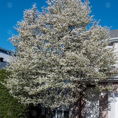 Amelanchier 'Snow Cloud' | Serviceberry Tree – Gardeners Dream