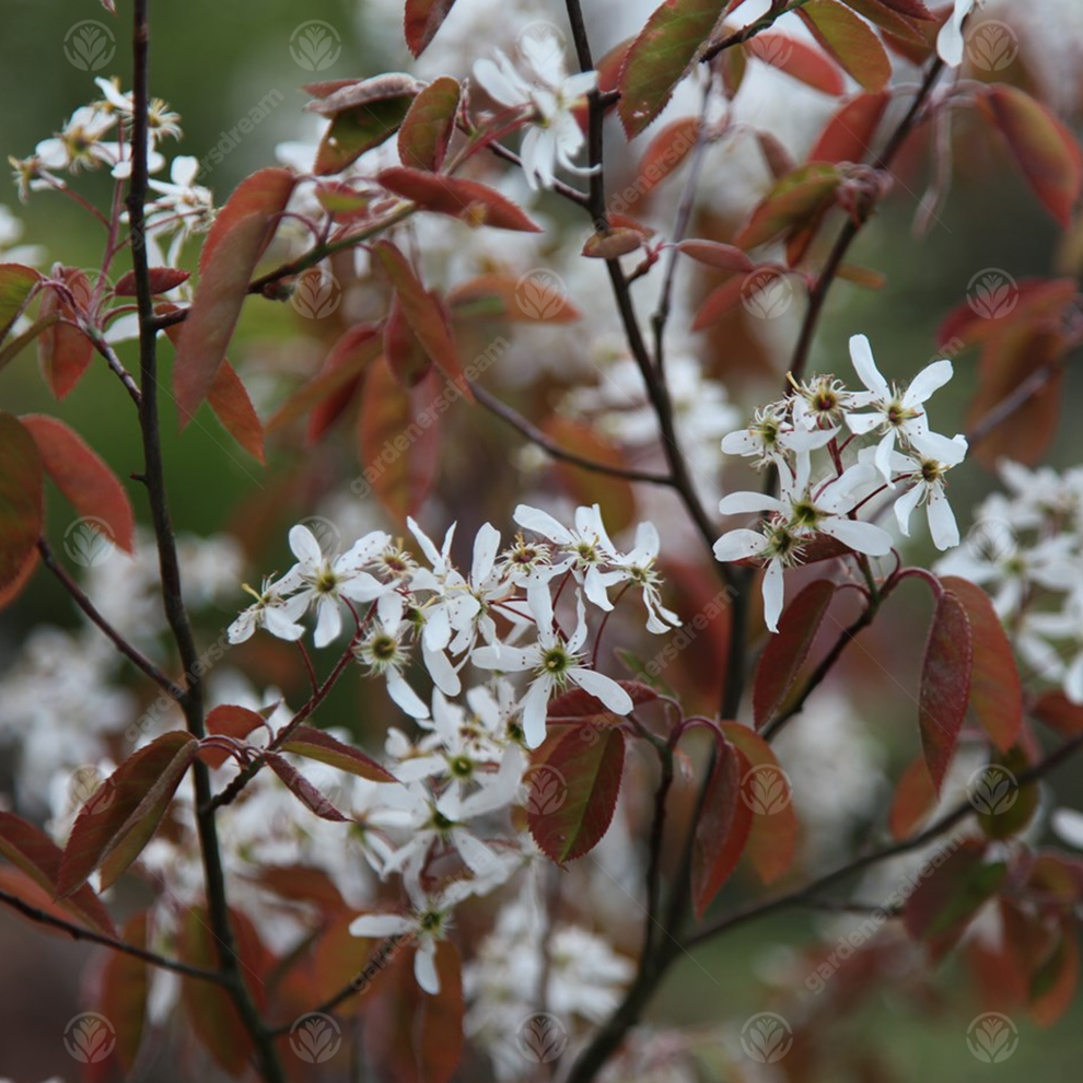 Amelanchier lamarckii | Snowy Mespilus Tree – Gardeners Dream