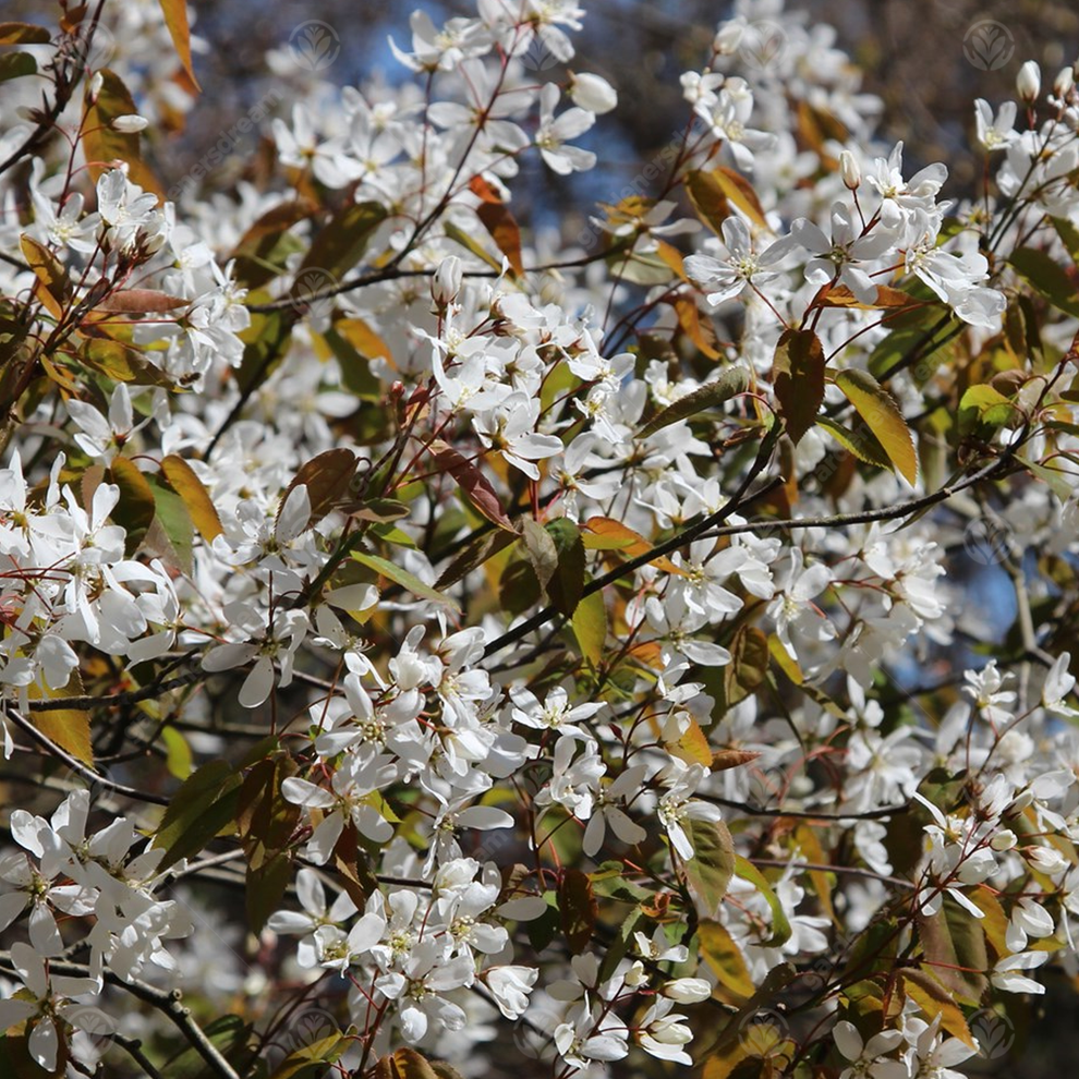 Amelanchier lamarckii | Snowy Mespilus Tree – Gardeners Dream