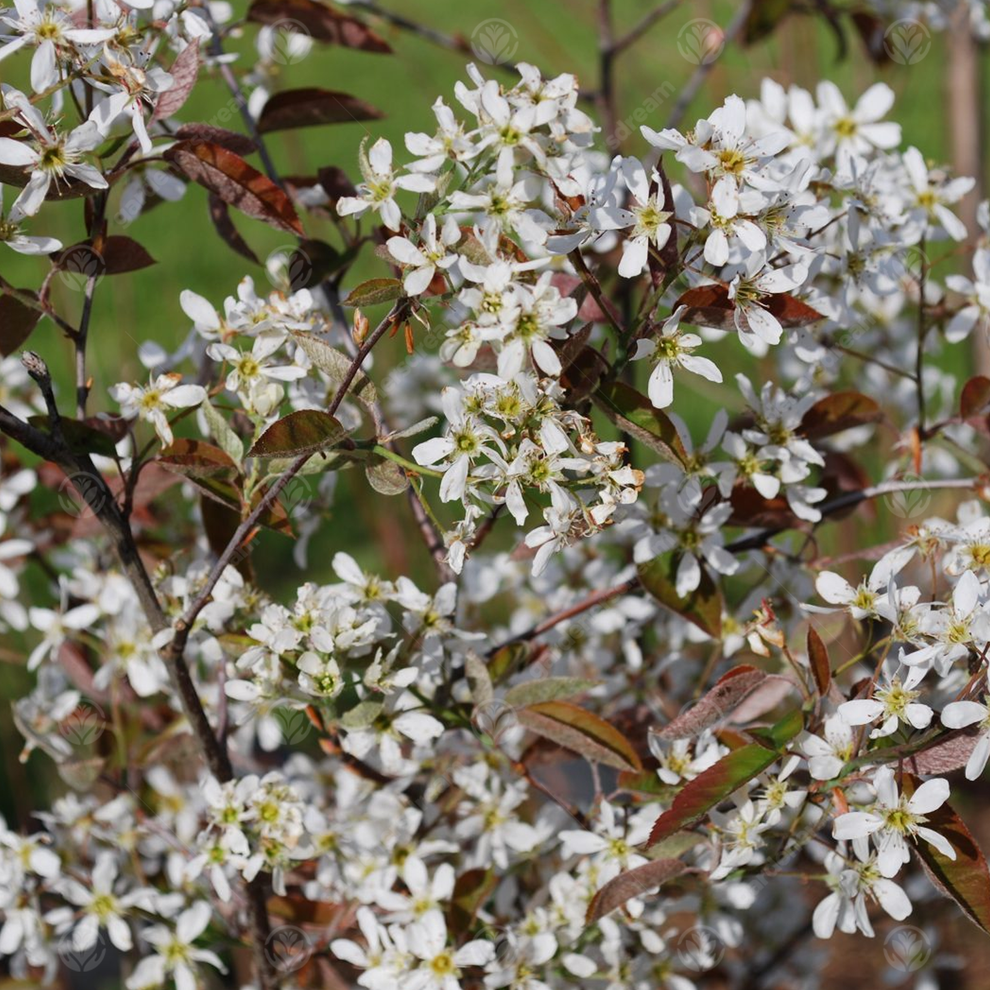 Amelanchier lamarckii | Snowy Mespilus Tree – Gardeners Dream