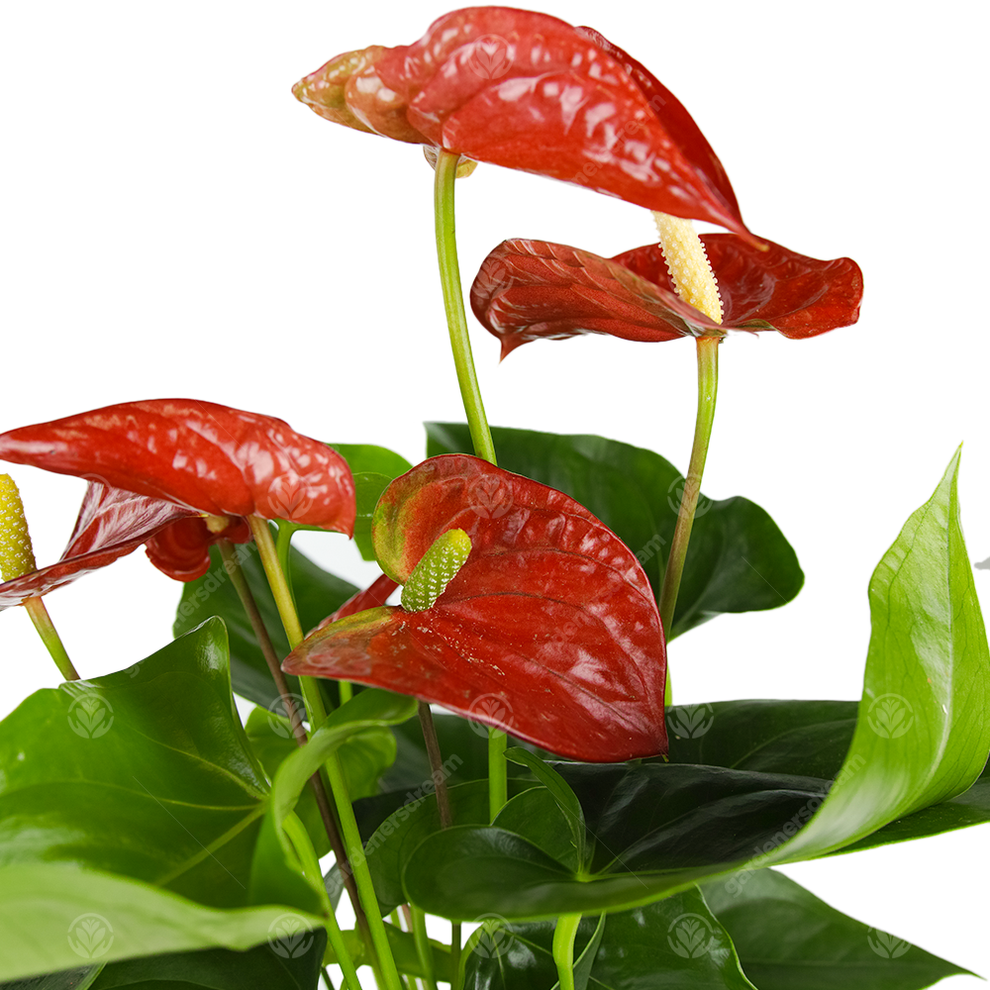 Red Anthurium in Ceramic Pot | Flamingo Flower – Gardeners Dream