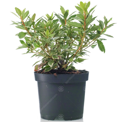 Azalea 'Hotshot Variegata' | Azalea – Gardeners Dream