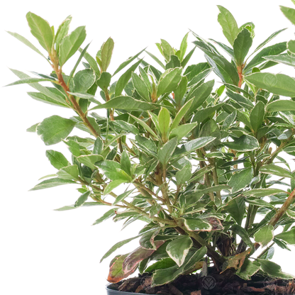 Azalea 'Hotshot Variegata' | Azalea – Gardeners Dream