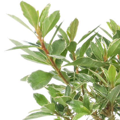 Azalea 'Hotshot Variegata' | Azalea – Gardeners Dream