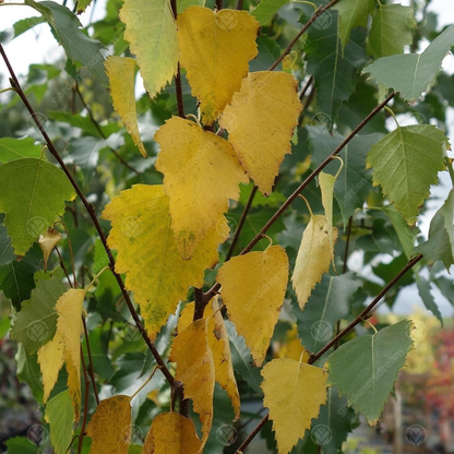 Betula 'Fastigiata Joes' | White Upright Birch Tree – Gardeners Dream