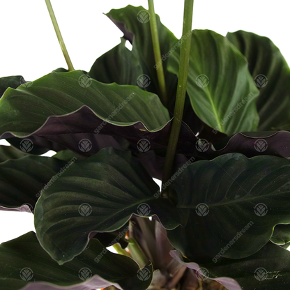 Calathea 'Tassmania' | Saffron-Coloured Calathea – Gardeners Dream