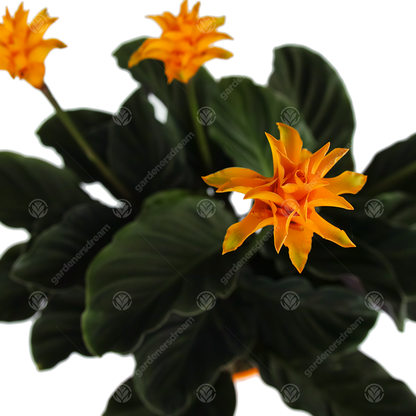 Calathea 'Tassmania' | Saffron-Coloured Calathea – Gardeners Dream