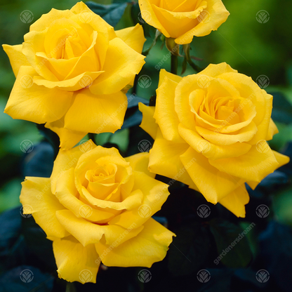 Yellow Bush Rose - Congratulations Gift | Gift Note Rose – Gardeners Dream