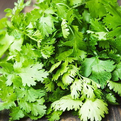 Coriander Seeds | Grow Your Own Herbs | Free UK Delivery – Gardeners Dream