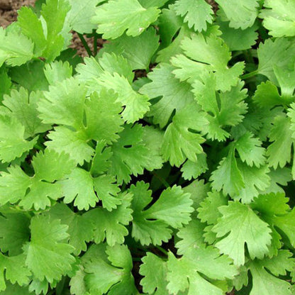 Coriander Seeds | Grow Your Own Herbs | Free UK Delivery – Gardeners Dream