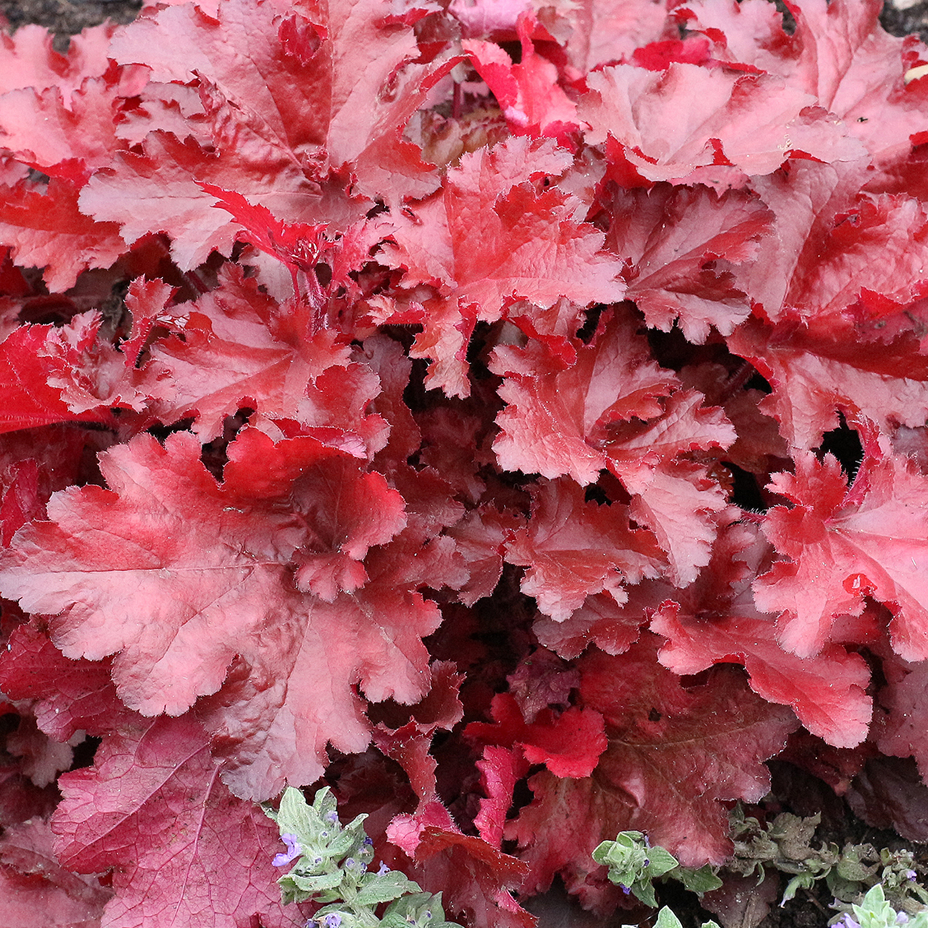 Heuchera 'Forever Red' | Coral Bells – Gardeners Dream