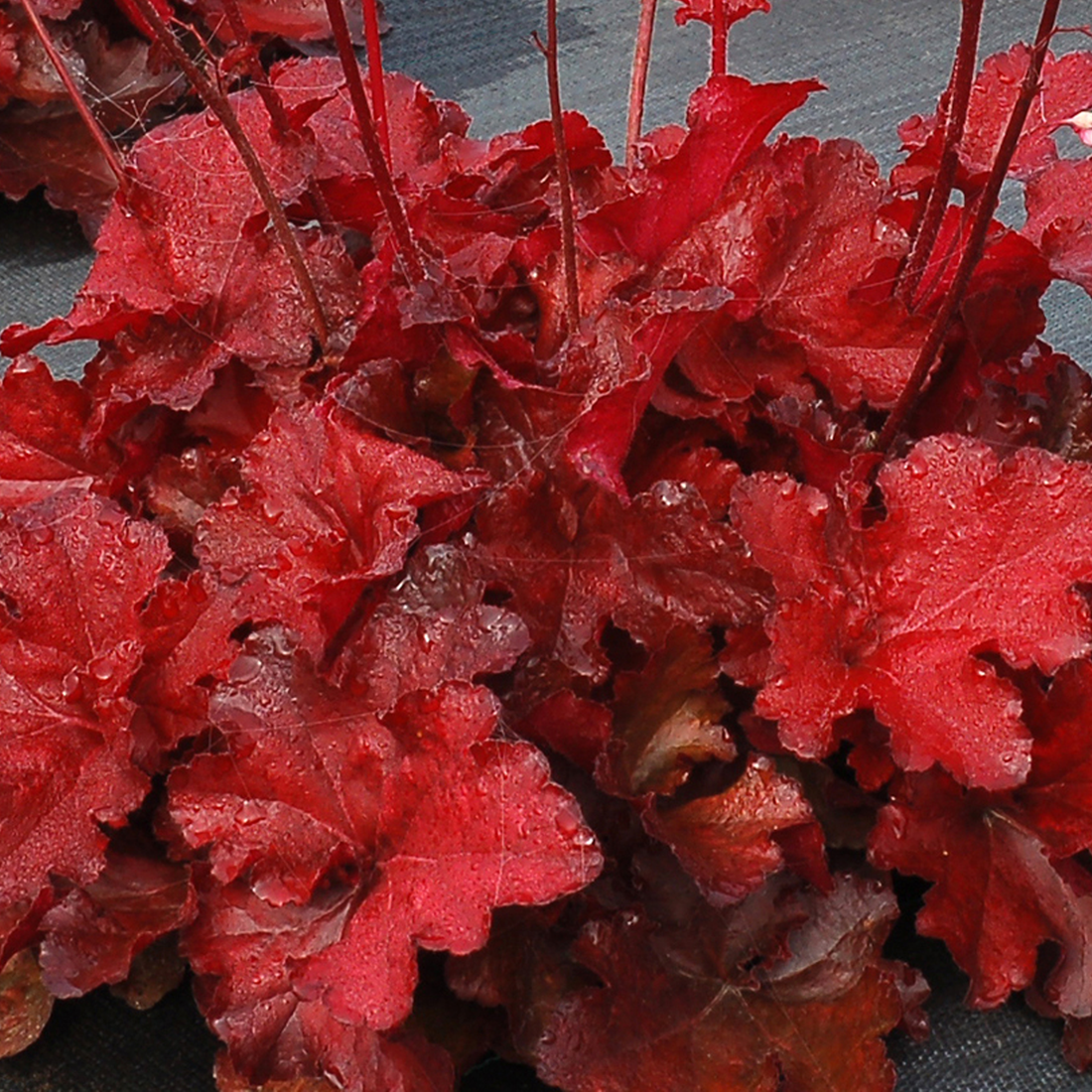 Heuchera 'Forever Red' | Coral Bells – Gardeners Dream