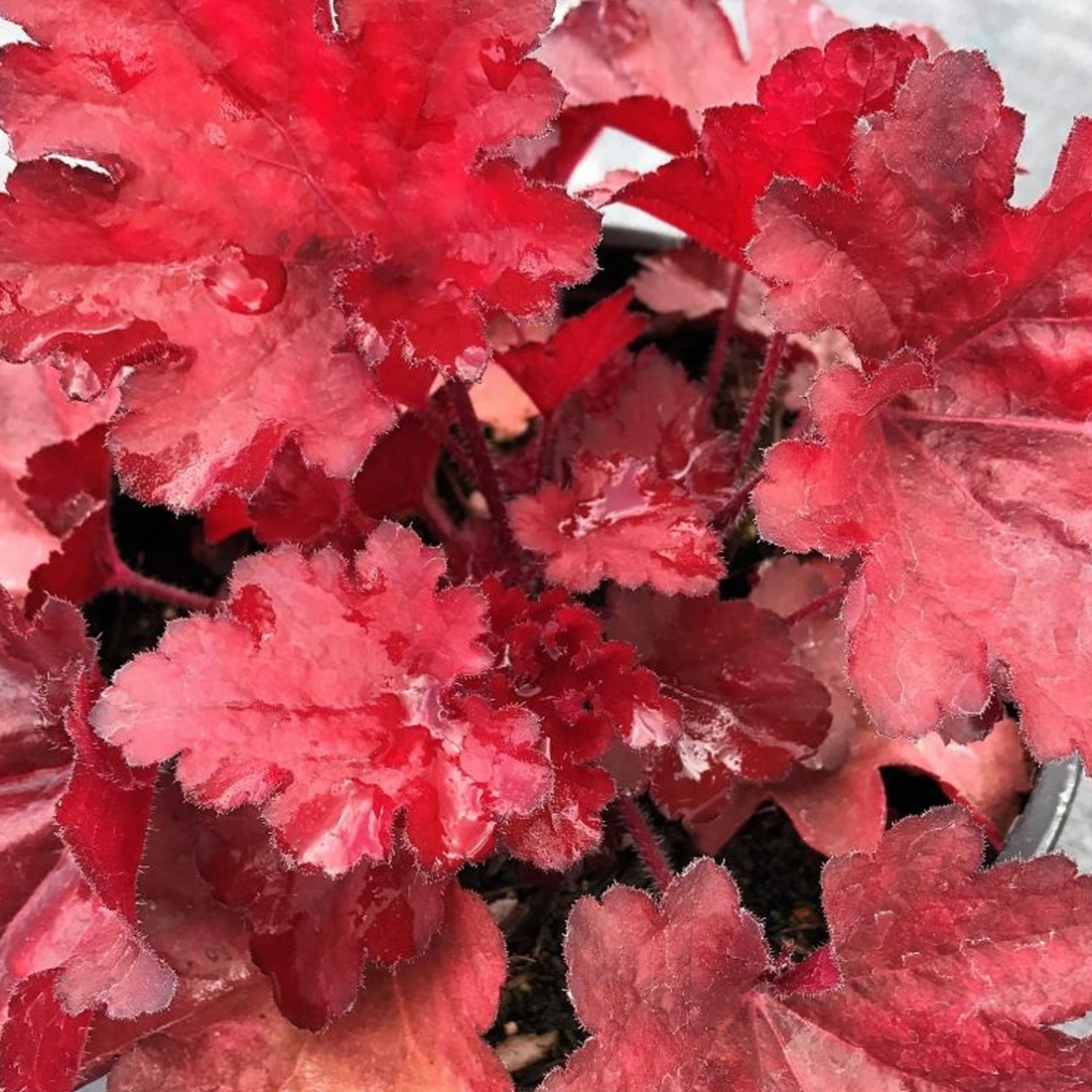 Heuchera 'Forever Red' | Coral Bells – Gardeners Dream
