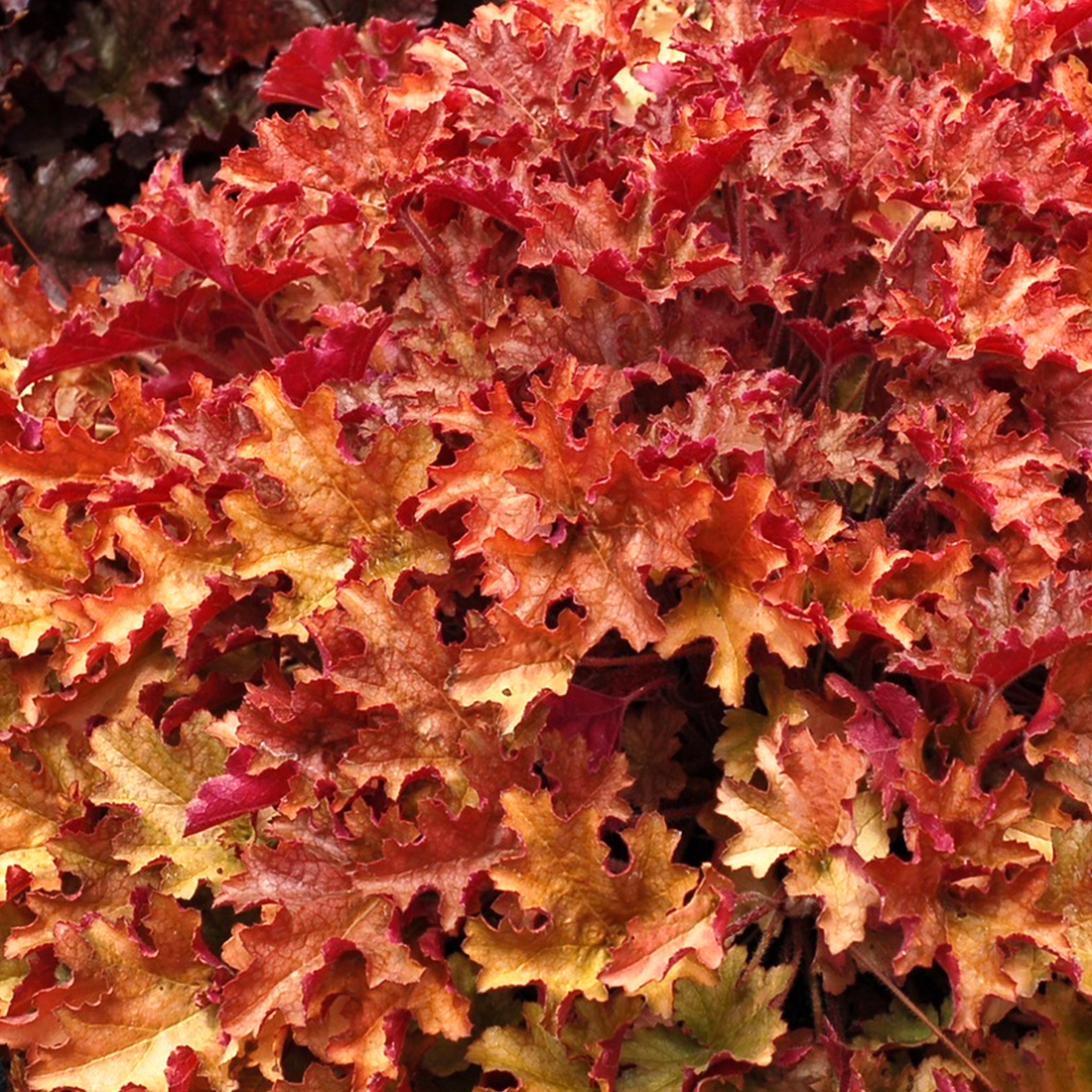 Heuchera 'Georgia Peach' | Coral Bells – Gardeners Dream
