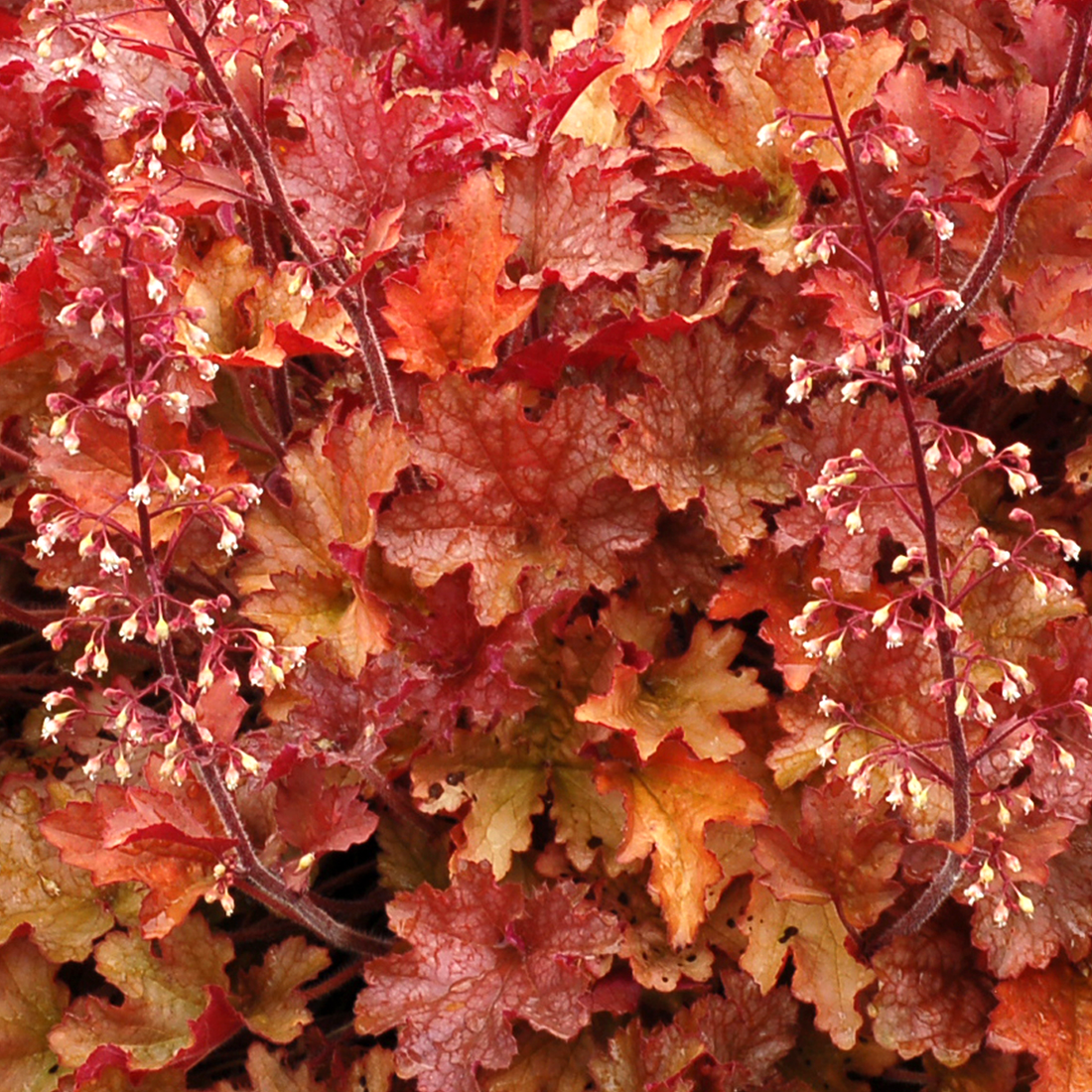 Heuchera 'Georgia Peach' | Coral Bells – Gardeners Dream