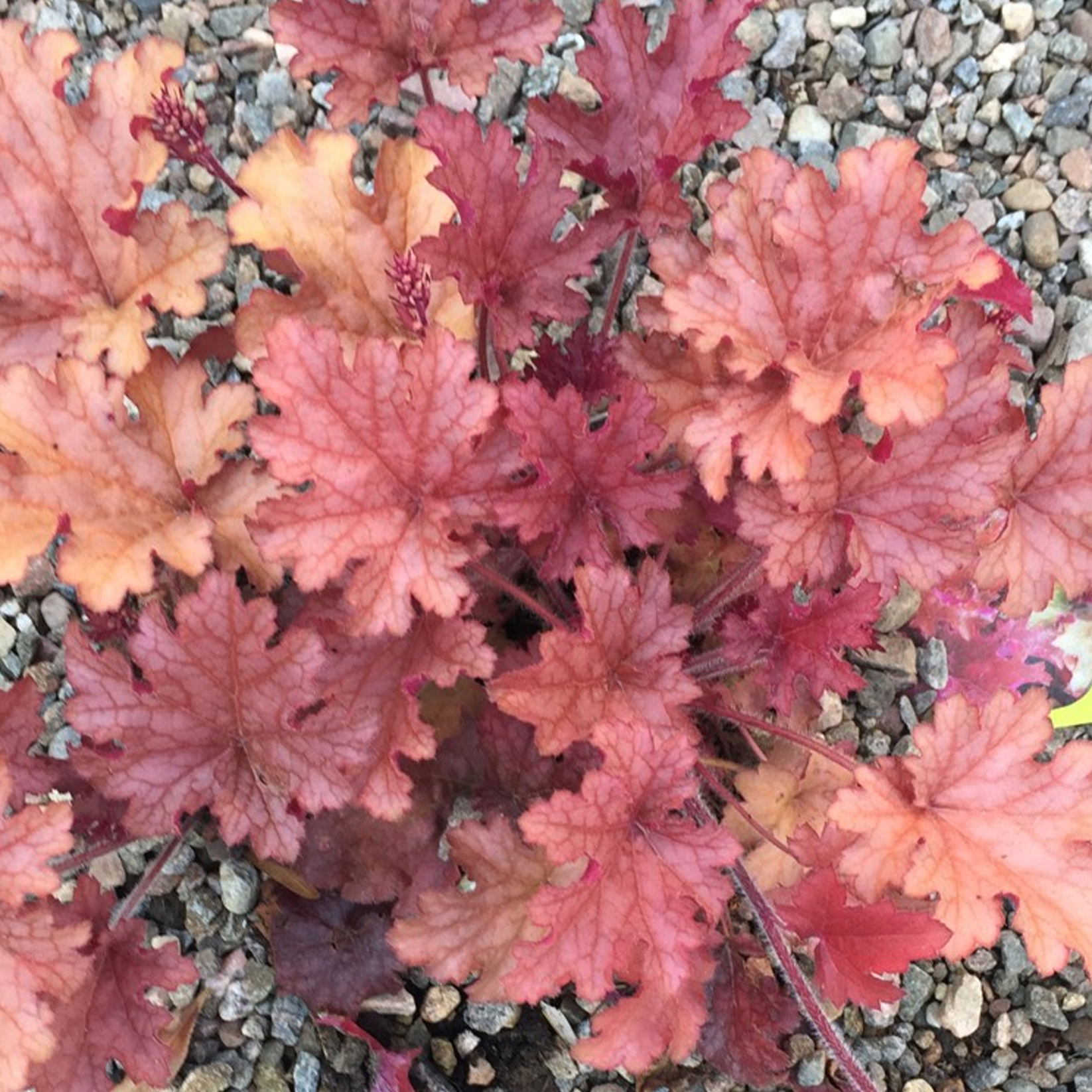 Heuchera 'Georgia Peach' | Coral Bells – Gardeners Dream