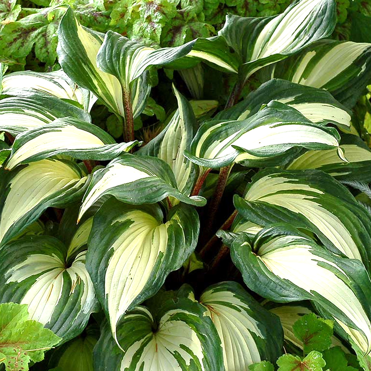 Hosta 'Raspberry Sundae' | Plantain Lily – Gardeners Dream