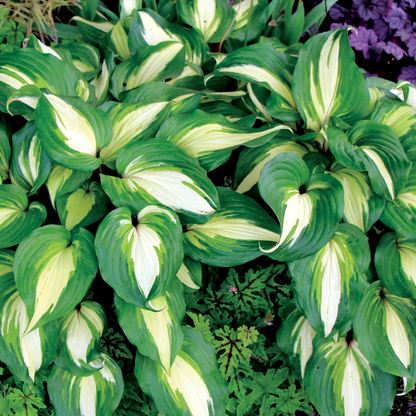 Hosta 'Raspberry Sundae' | Plantain Lily – Gardeners Dream
