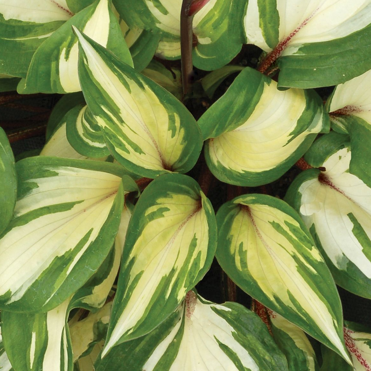 Hosta 'Raspberry Sundae' | Plantain Lily – Gardeners Dream