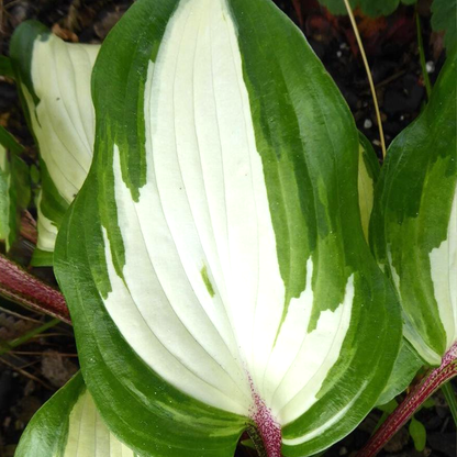 Hosta 'Raspberry Sundae' | Plantain Lily – Gardeners Dream